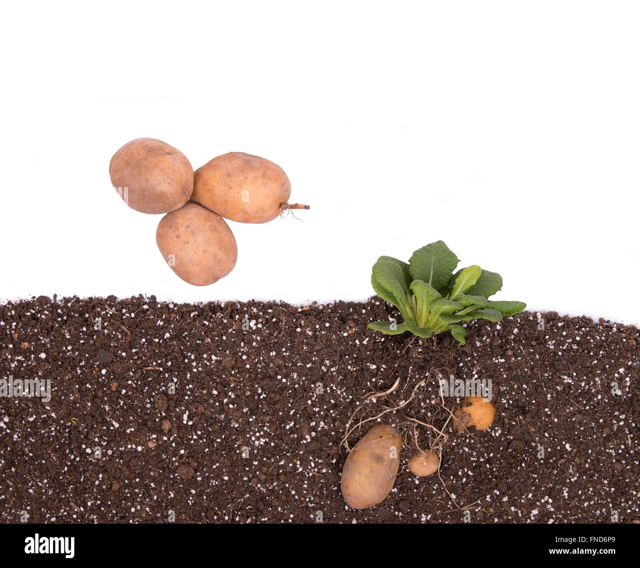 Potato greening hi-res stock photography and images - Alamy