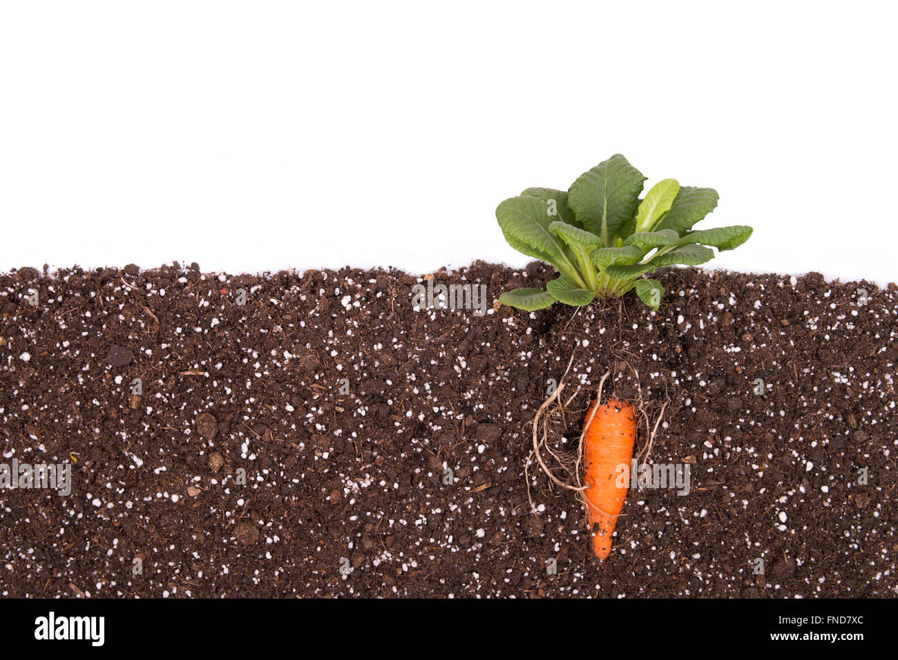 carrots farming isolated Stock Photo - Alamy