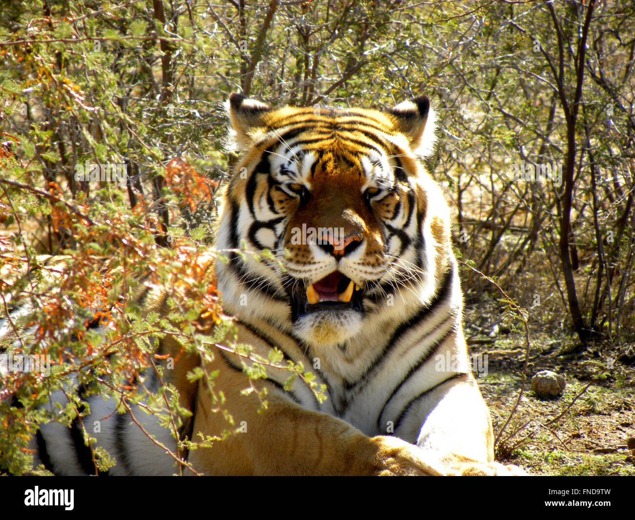 Tiger baring teeth relaxing on ground Stock Photo - Alamy