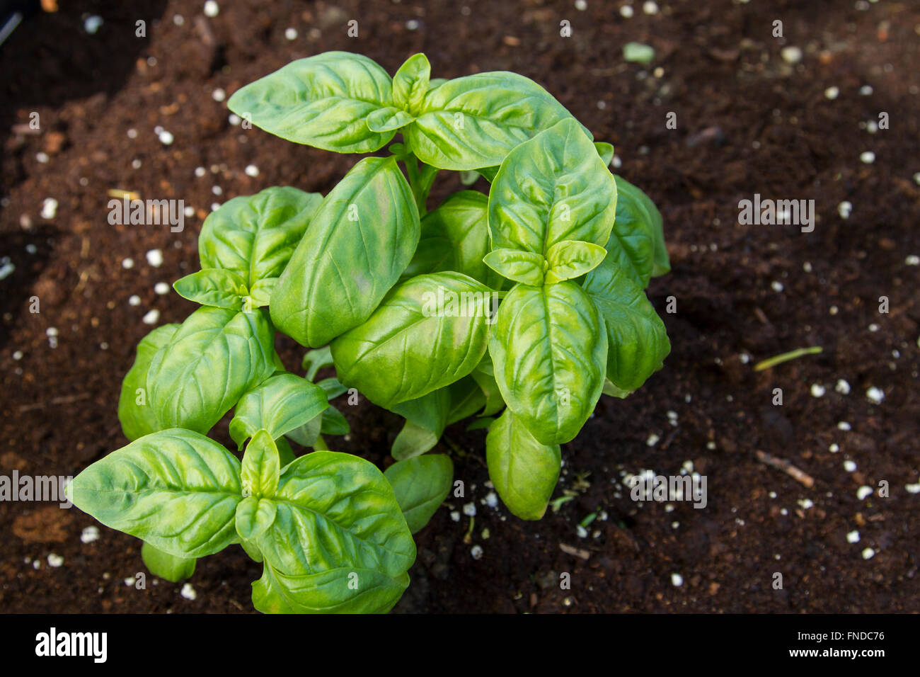 Basil in a bunch hi-res stock photography and images - Alamy