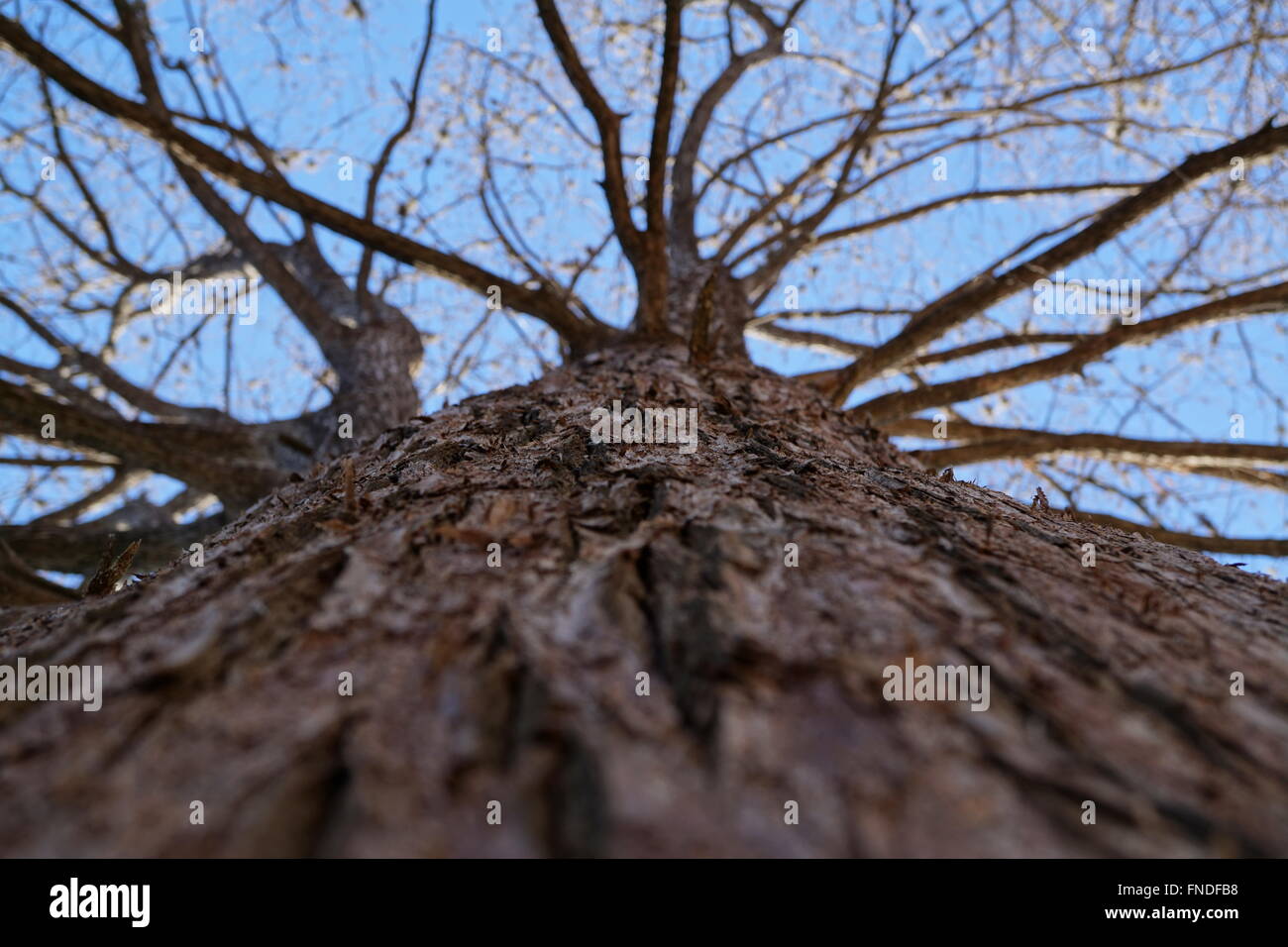 View of a tree from the trunk looking up Stock Photo - Alamy