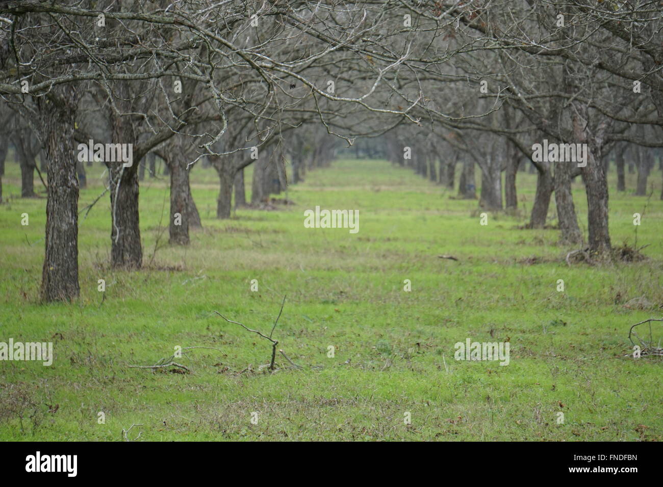 A field of pecan trees in rows Stock Photo - Alamy