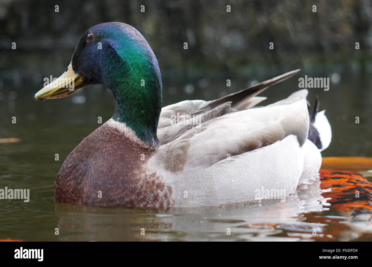Shy mallard duck Stock Photo - Alamy