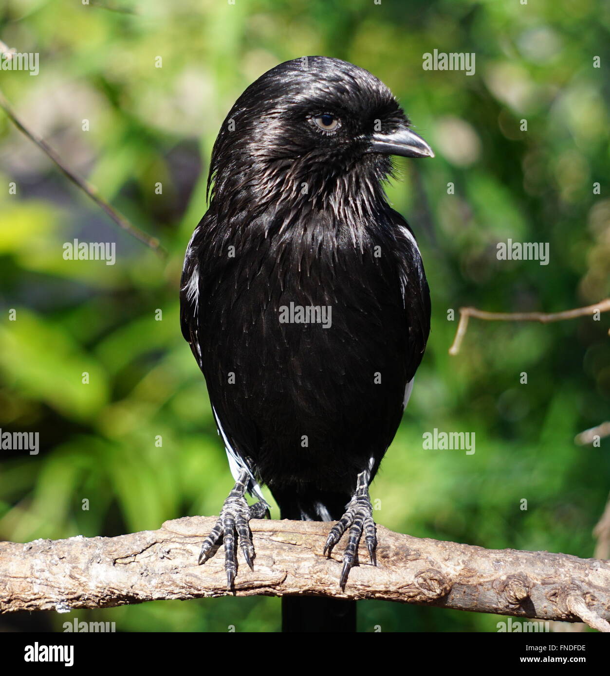 Pretentious High Resolution Stock Photography and Images - Alamy