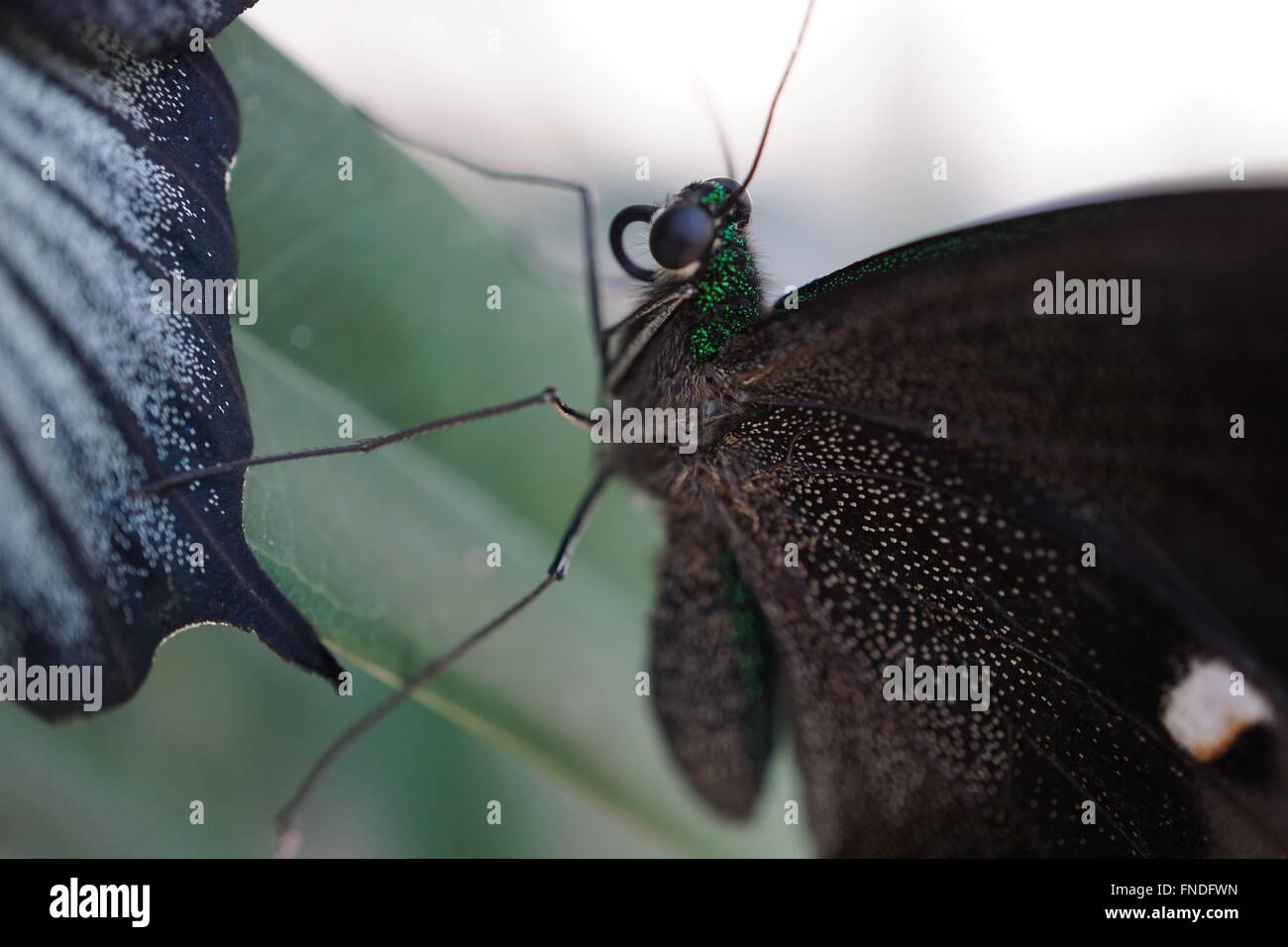 Closeup of a Butterfly Stock Photo - Alamy