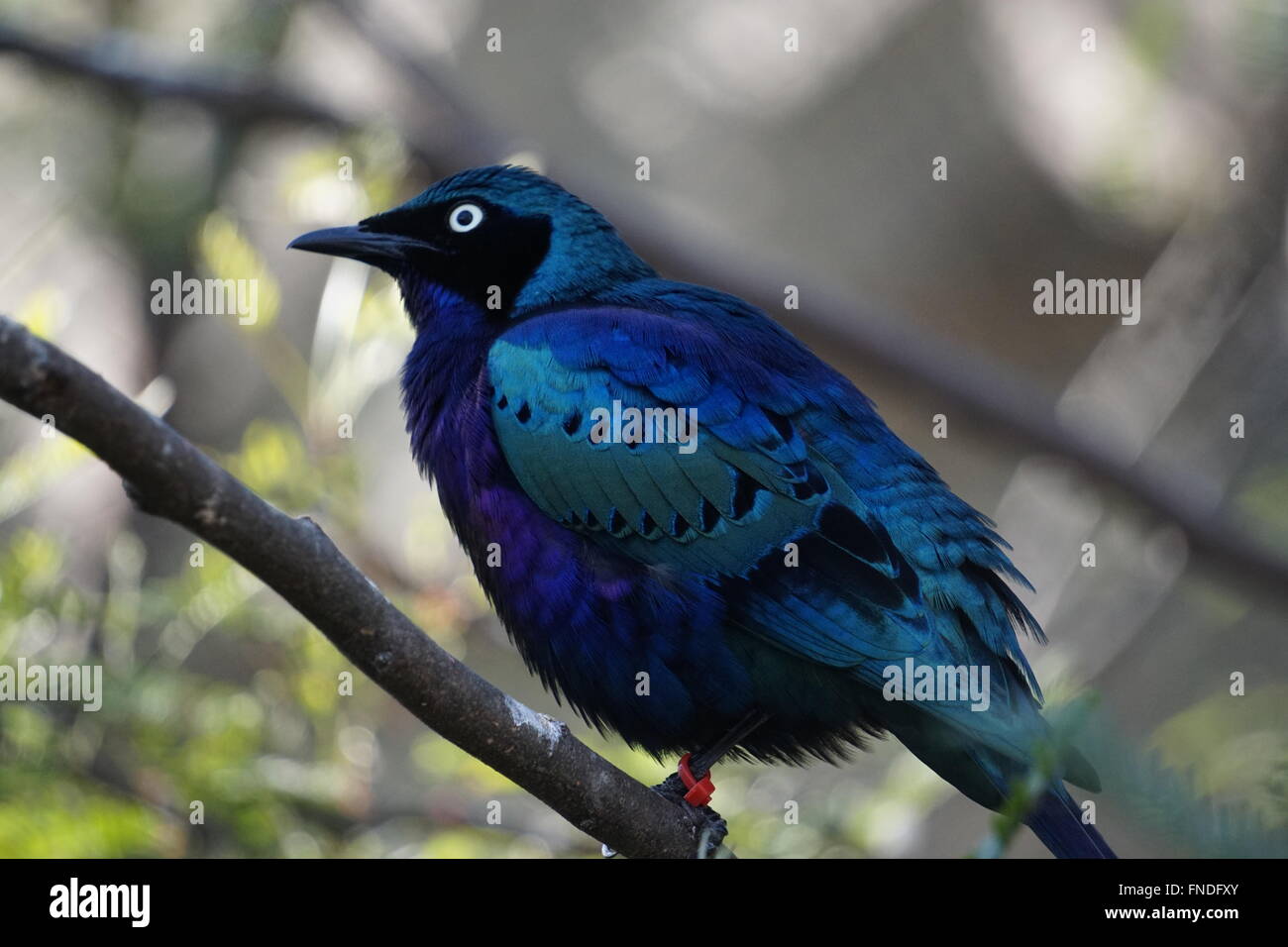 Blue purple bird hi-res stock photography and images - Alamy
