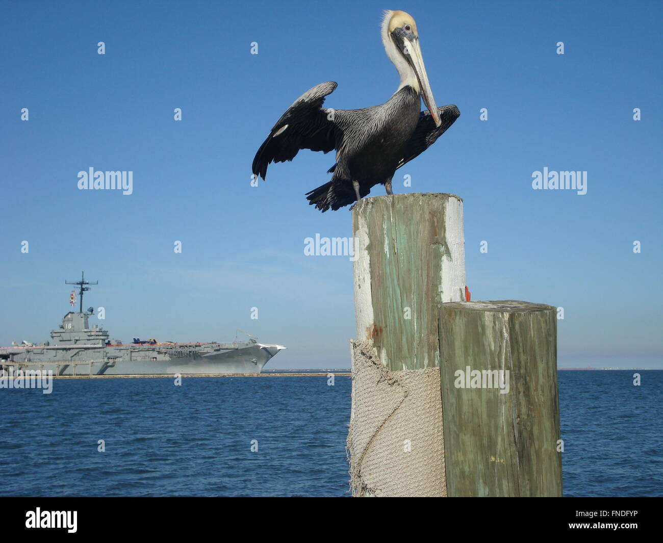Pelican in front of the Lexington in Corpus Christi, Texas Stock Photo ...