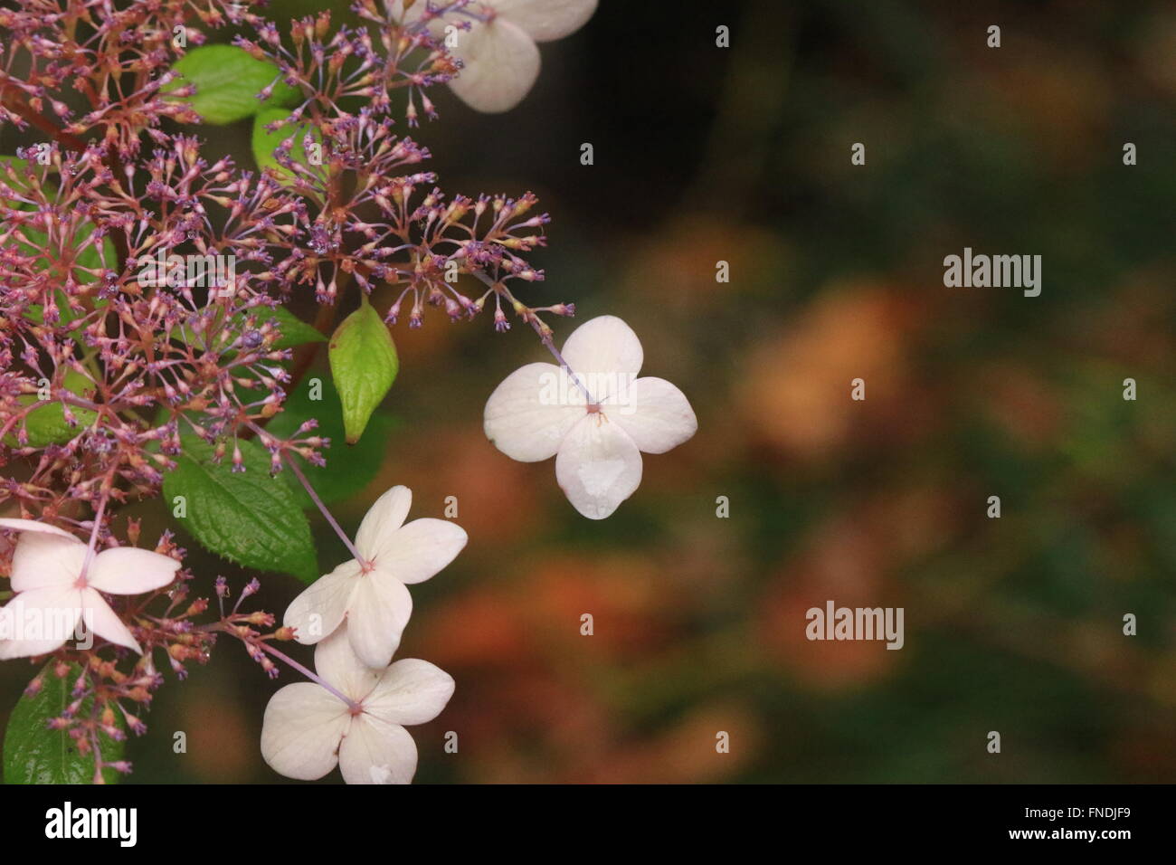 Japanese climbing hydrangea hi-res stock photography and images - Alamy