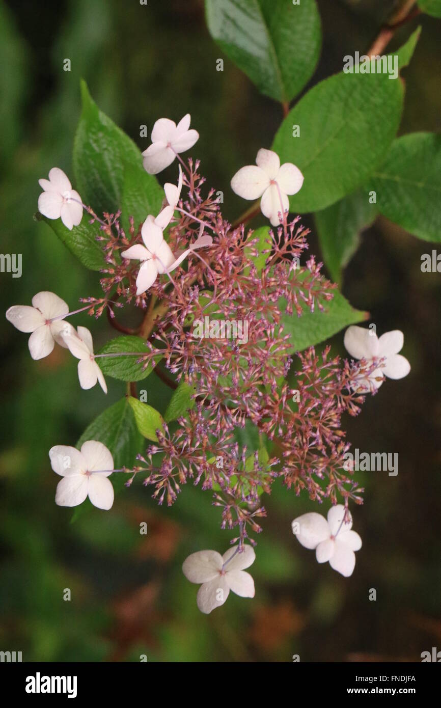 Beautiful Hydrangea flowering plant of Japan Stock Photo - Alamy