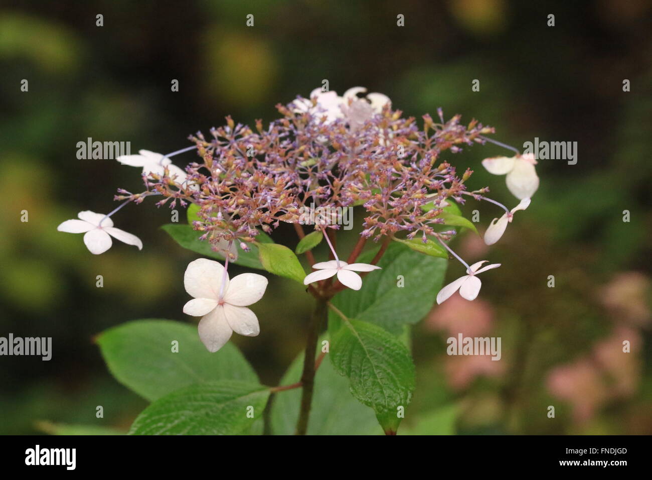 Beautiful Hydrangea flowering plant of Japan Stock Photo - Alamy
