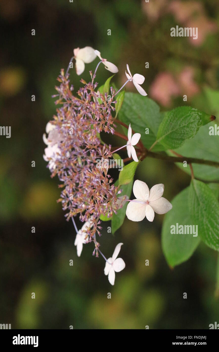 Beautiful Hydrangea flowering plant of Japan Stock Photo - Alamy
