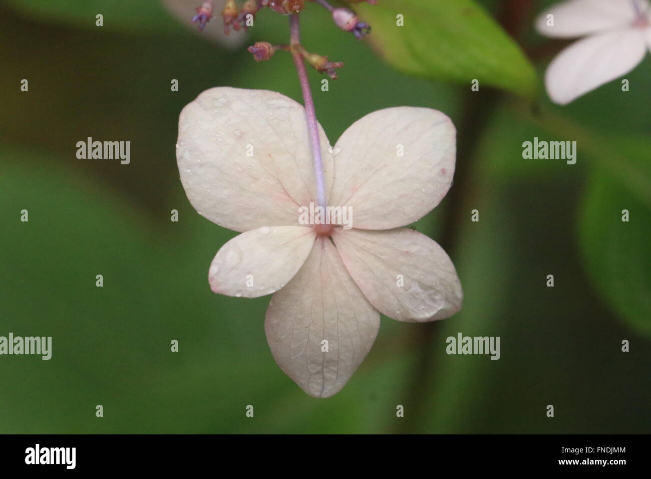 Beautiful Hydrangea flowering plant of Japan Stock Photo - Alamy