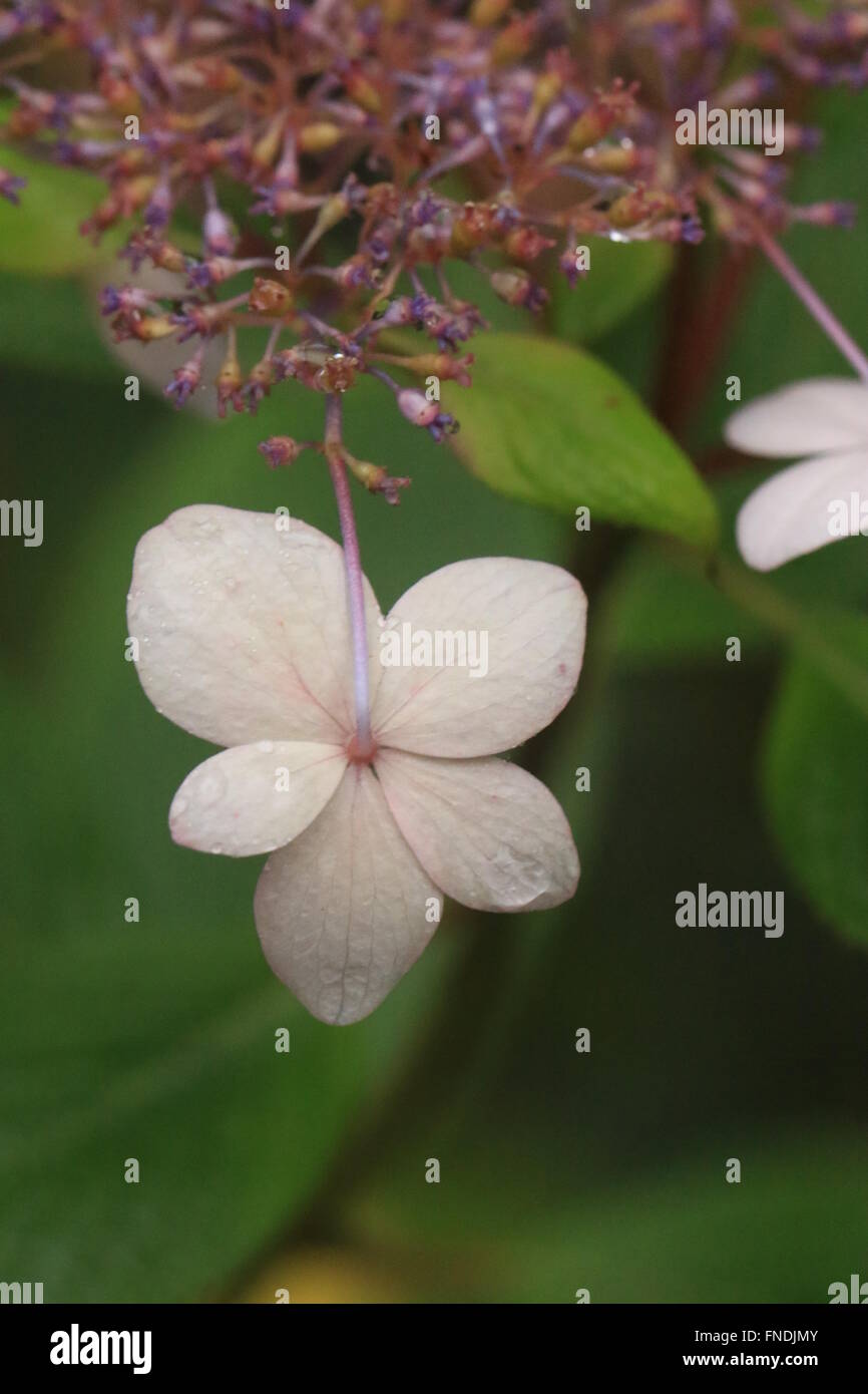 Japanese climbing hydrangea hi-res stock photography and images - Alamy
