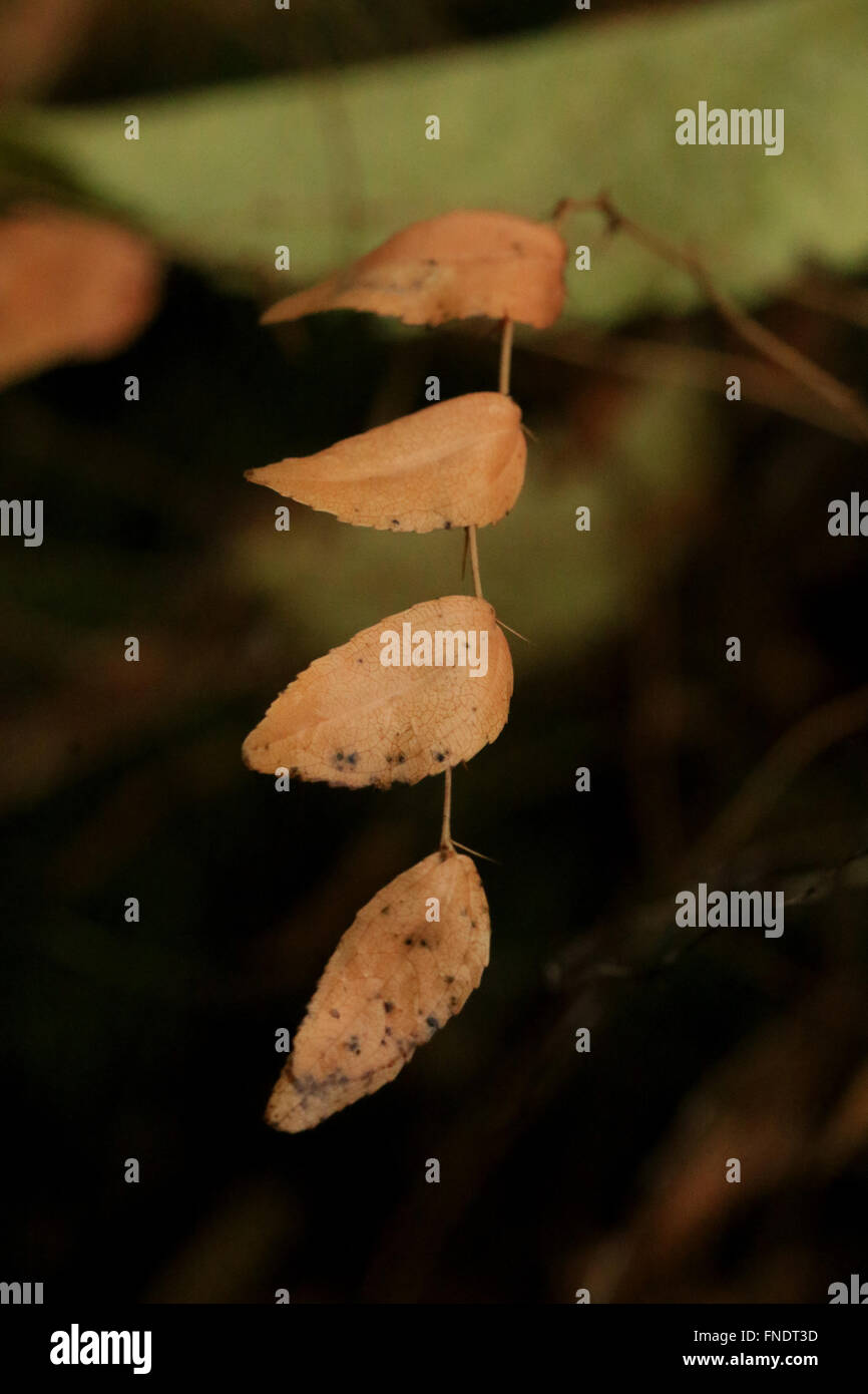 Green and brown fall colors hi-res stock photography and images - Alamy