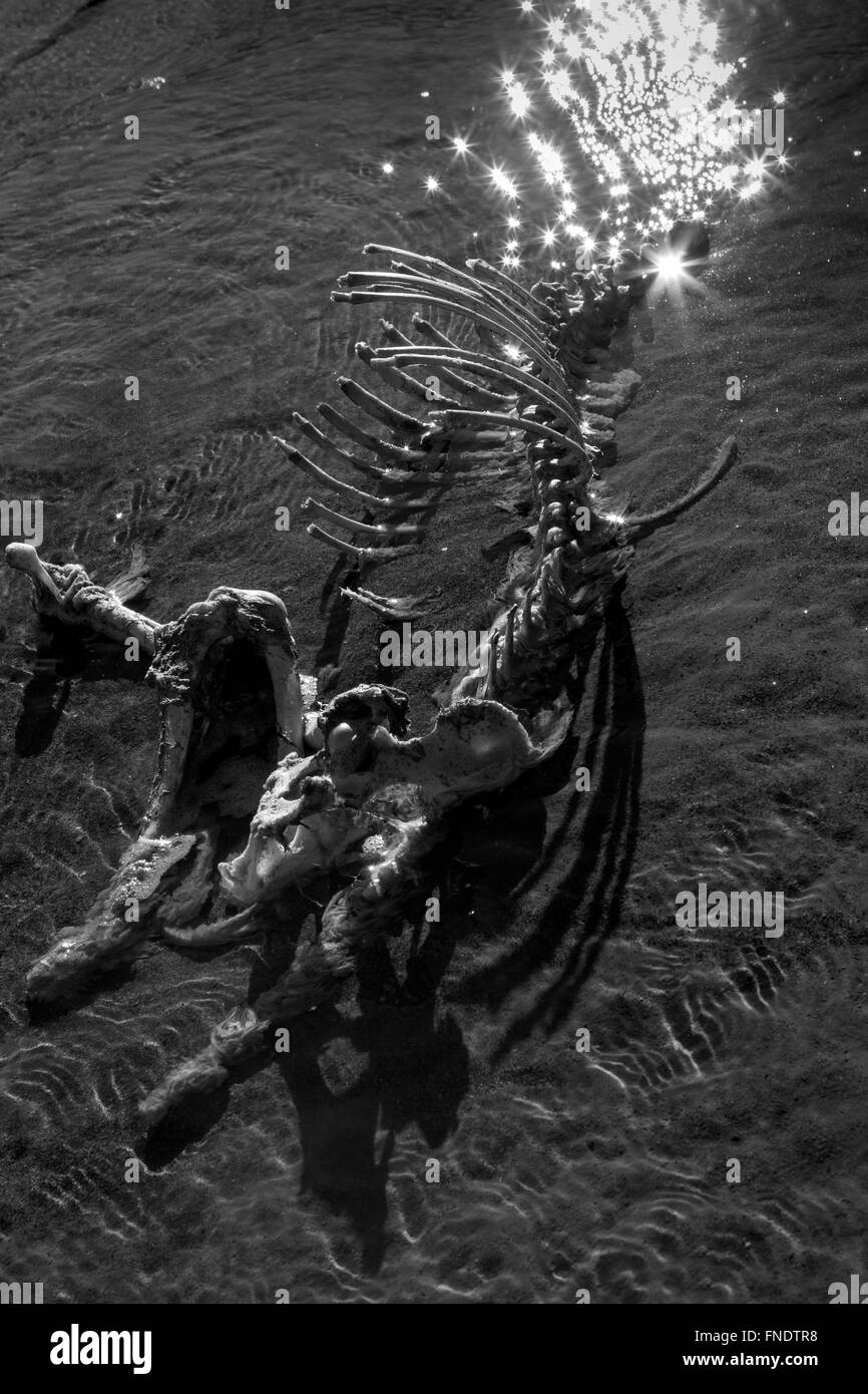 Seal bones in shallow water on an Alaskan beach with sunlight sparkles ...