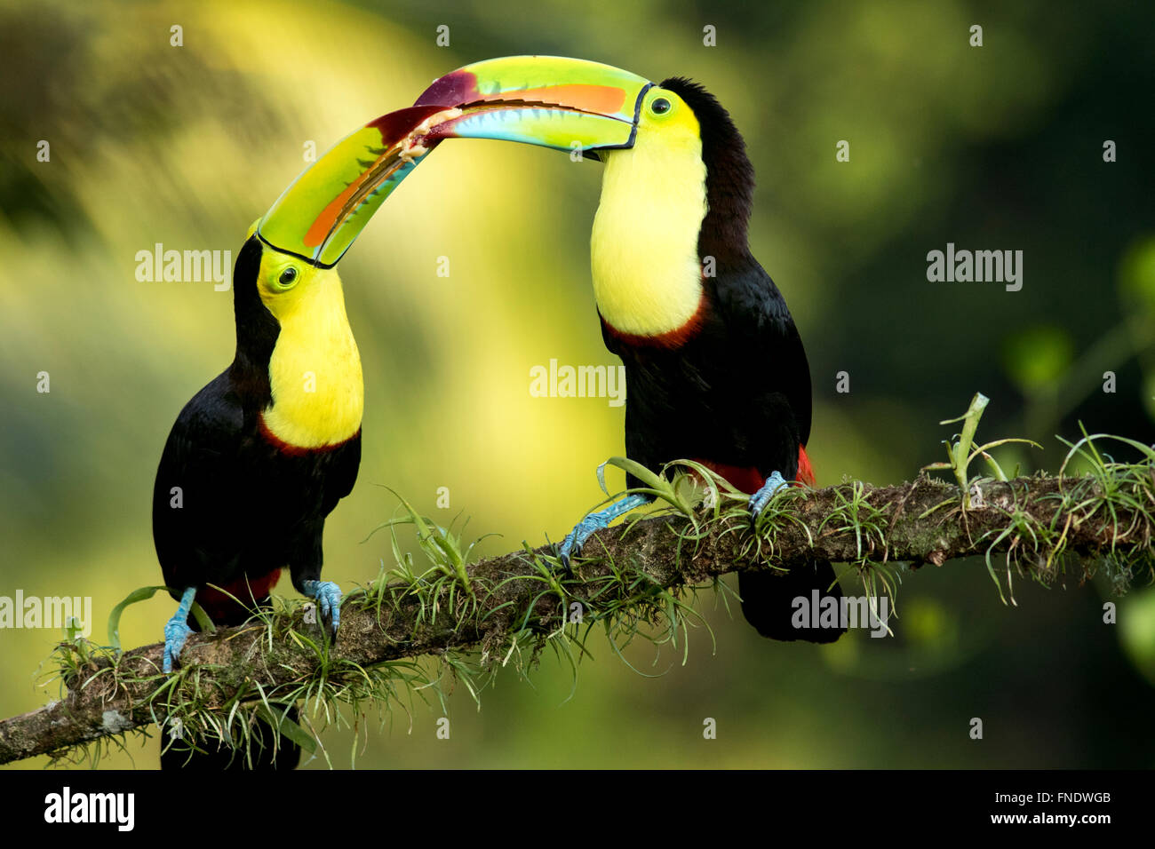 Pair of toucans hi-res stock photography and images - Alamy