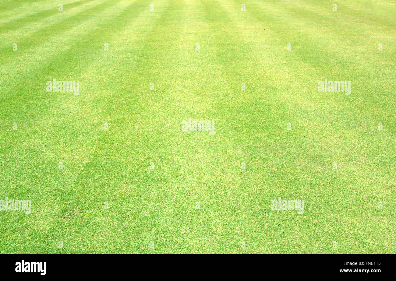 Golf Courses green lawn outdoor nature Background texture Stock Photo ...
