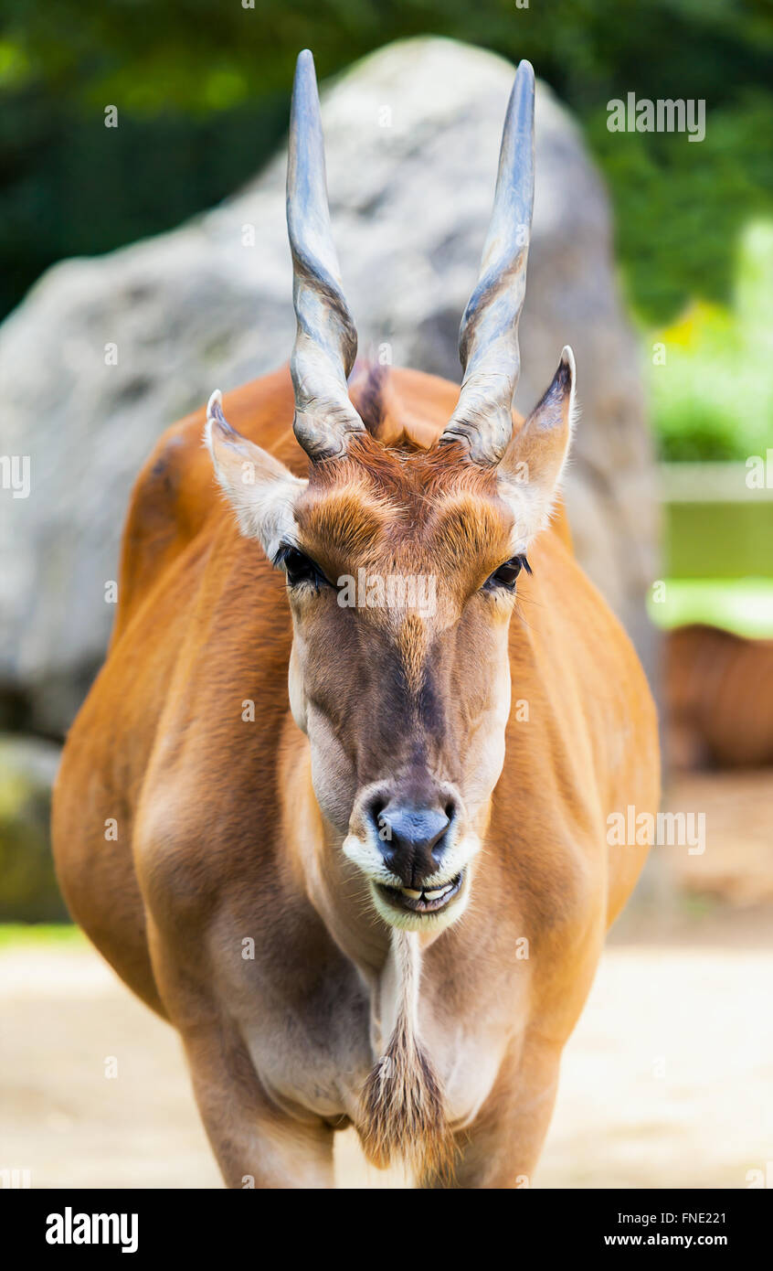 eland antelope looks to the camera Stock Photo - Alamy