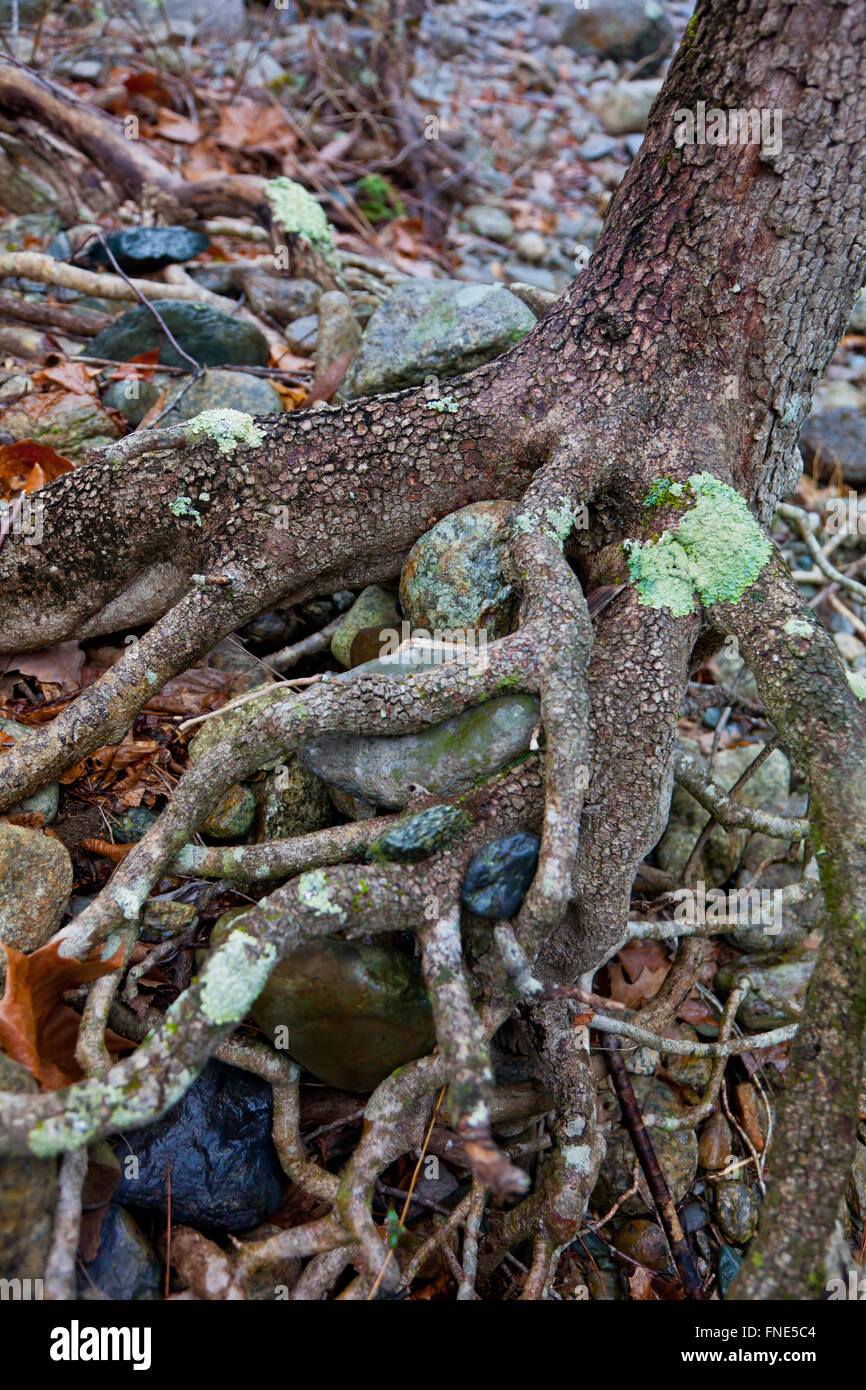 Intertwined tree roots hi-res stock photography and images - Alamy