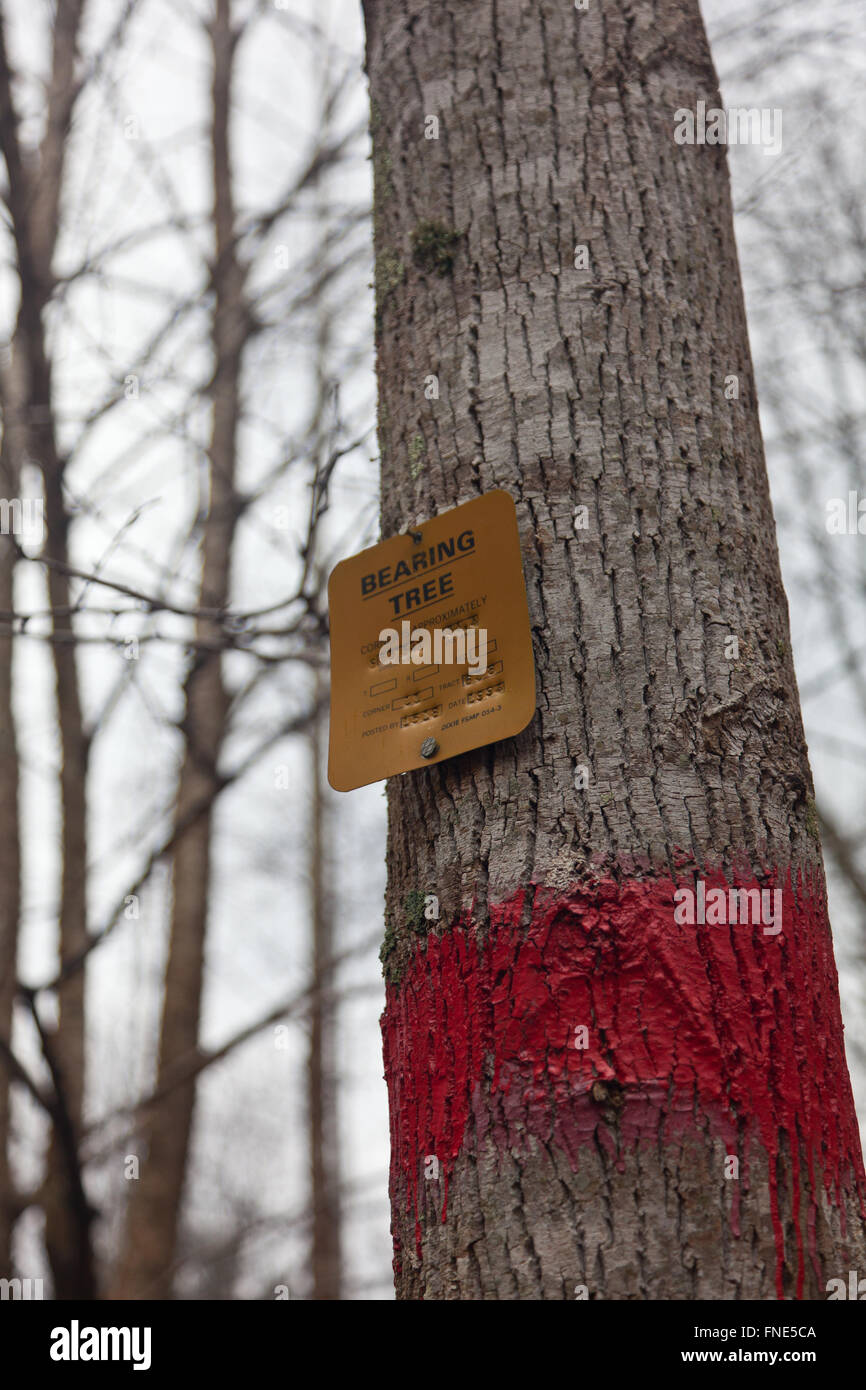 Tree marked with red paint and a Bearing Tree marker. Found in the Blue ...