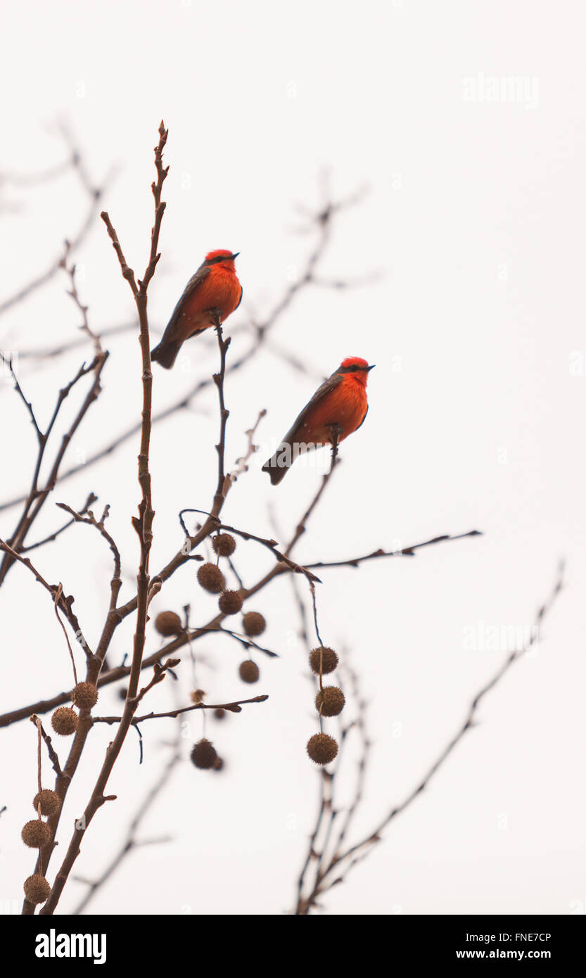 A male vermilion flycatcher bird, Pyrocephalus rubinus, perches in a ...
