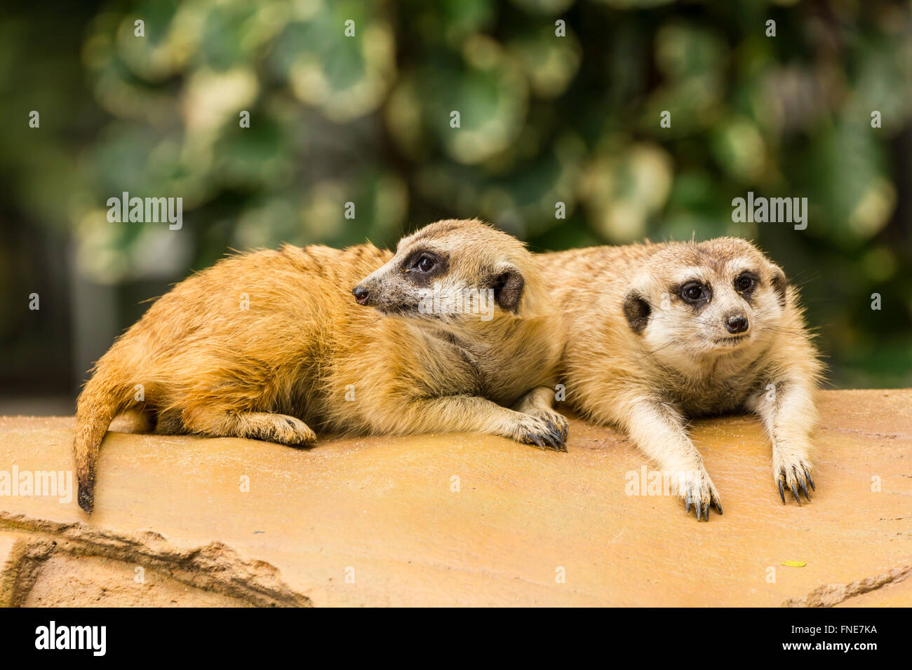 Meerkat resting on ground in zoo, Thailand Stock Photo - Alamy