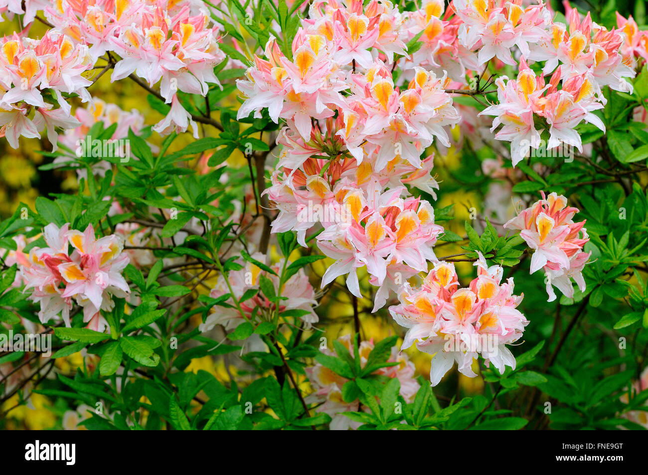 Rhododendron spp hi-res stock photography and images - Alamy