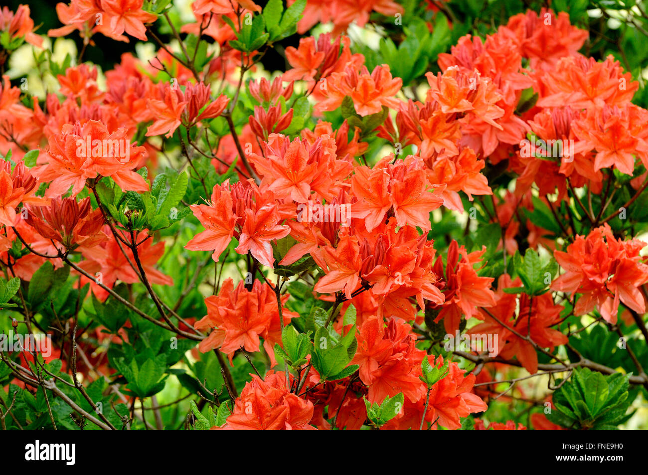 Blooming red azalea (Rhododendron spp.), Lower Saxony, Germany Stock ...
