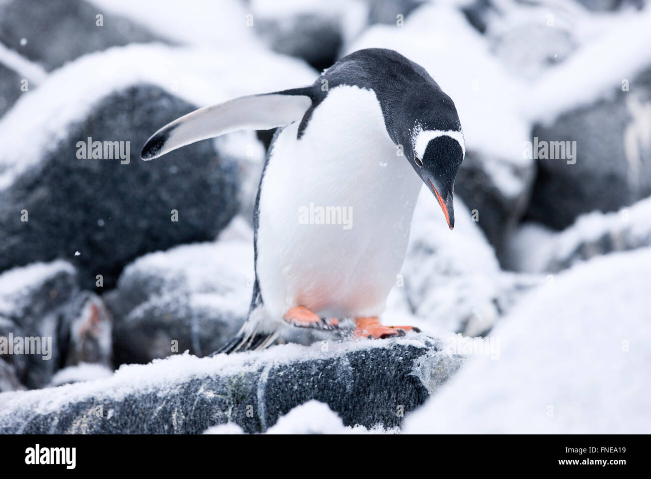 Gentoo Penguin (Pygoscelis papua) between ice and rock, Antarctic ...