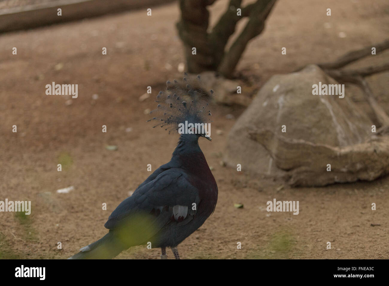 Victoria crowned pigeon bird hi-res stock photography and images - Alamy