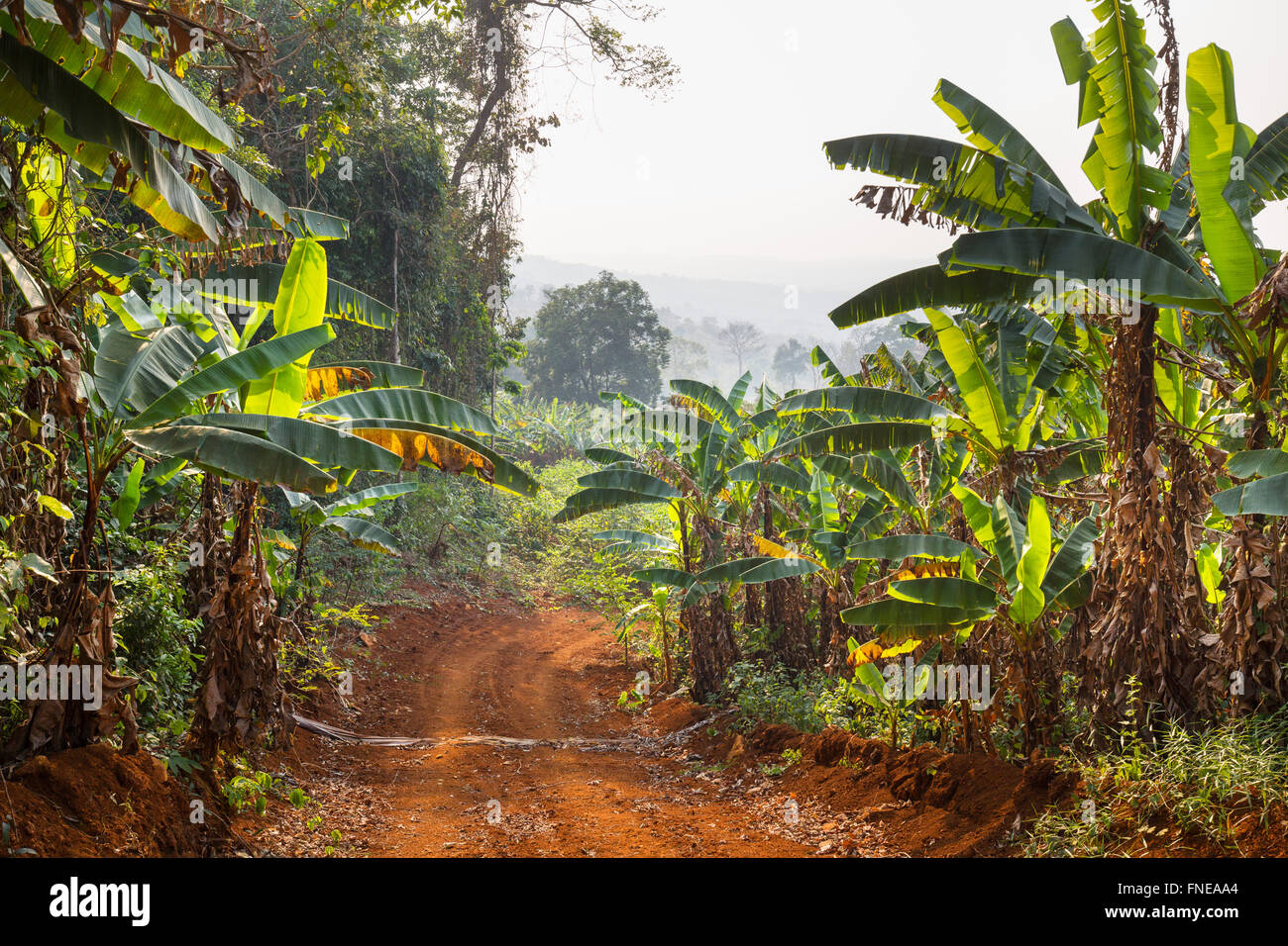 Road through bananas, tropical rainforest at Senmonorom, Sen Monorom ...