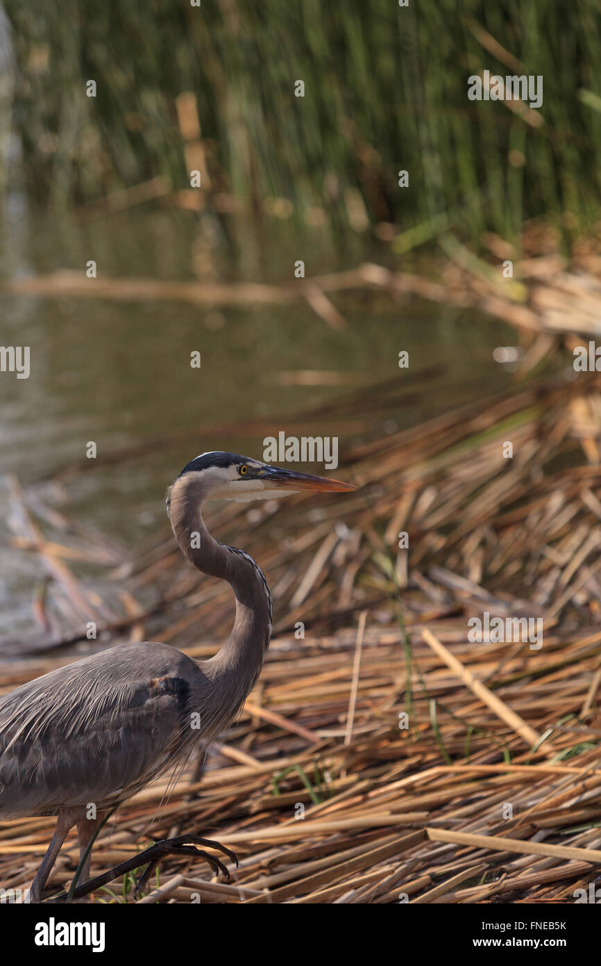 Great blue heron bird, Ardea herodias, in the wild, foraging in a lake ...