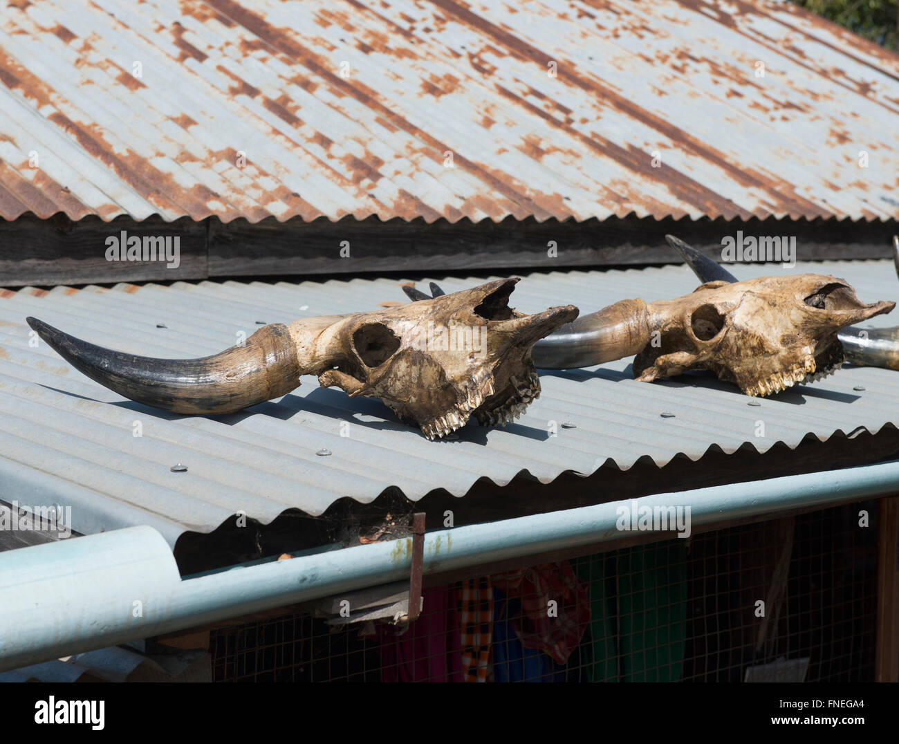 Water buffalo skulls on the roof, local belief in Mindat, Chin State ...