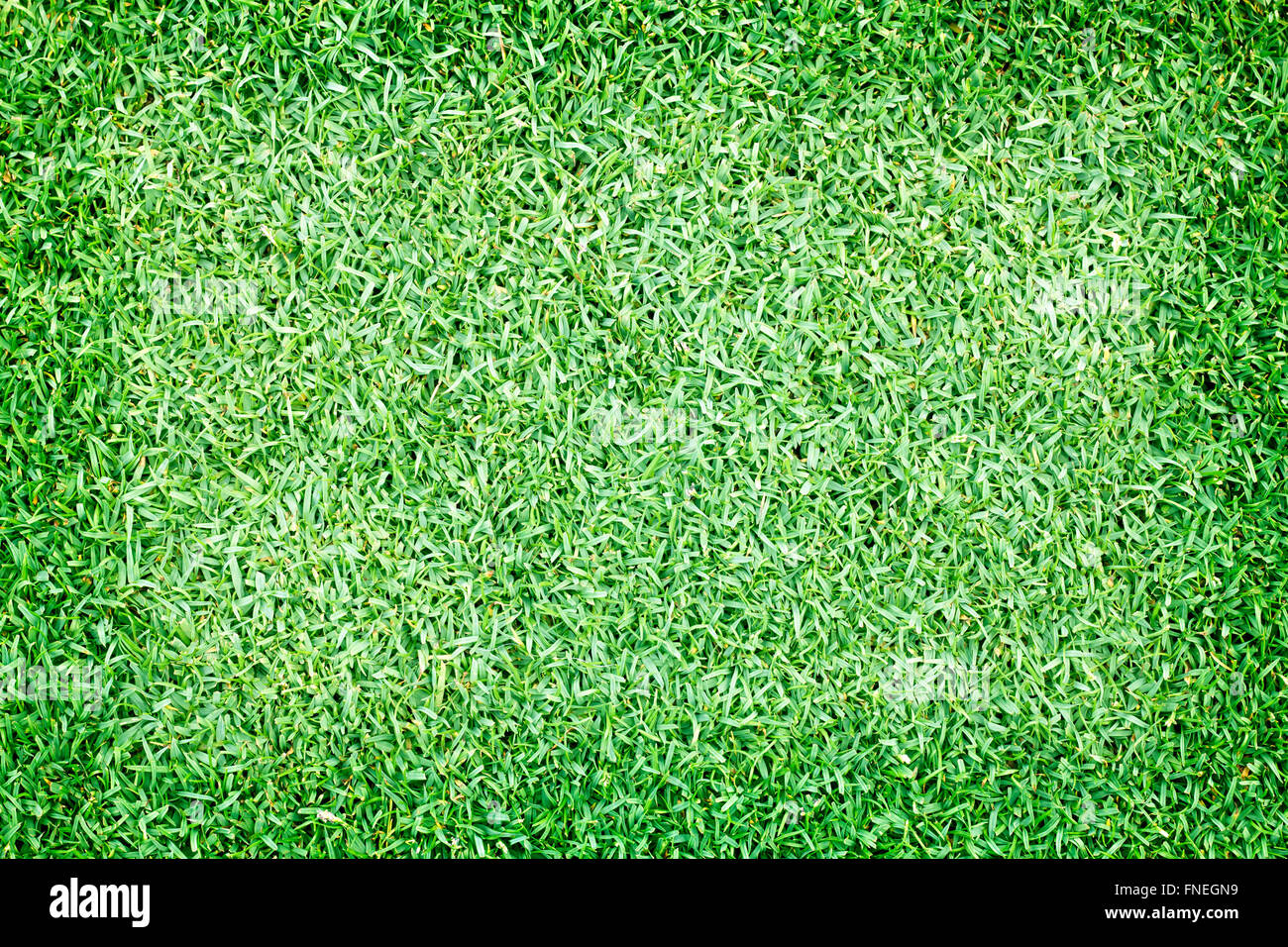 Golf Courses green lawn outdoor nature Background texture Stock Photo ...