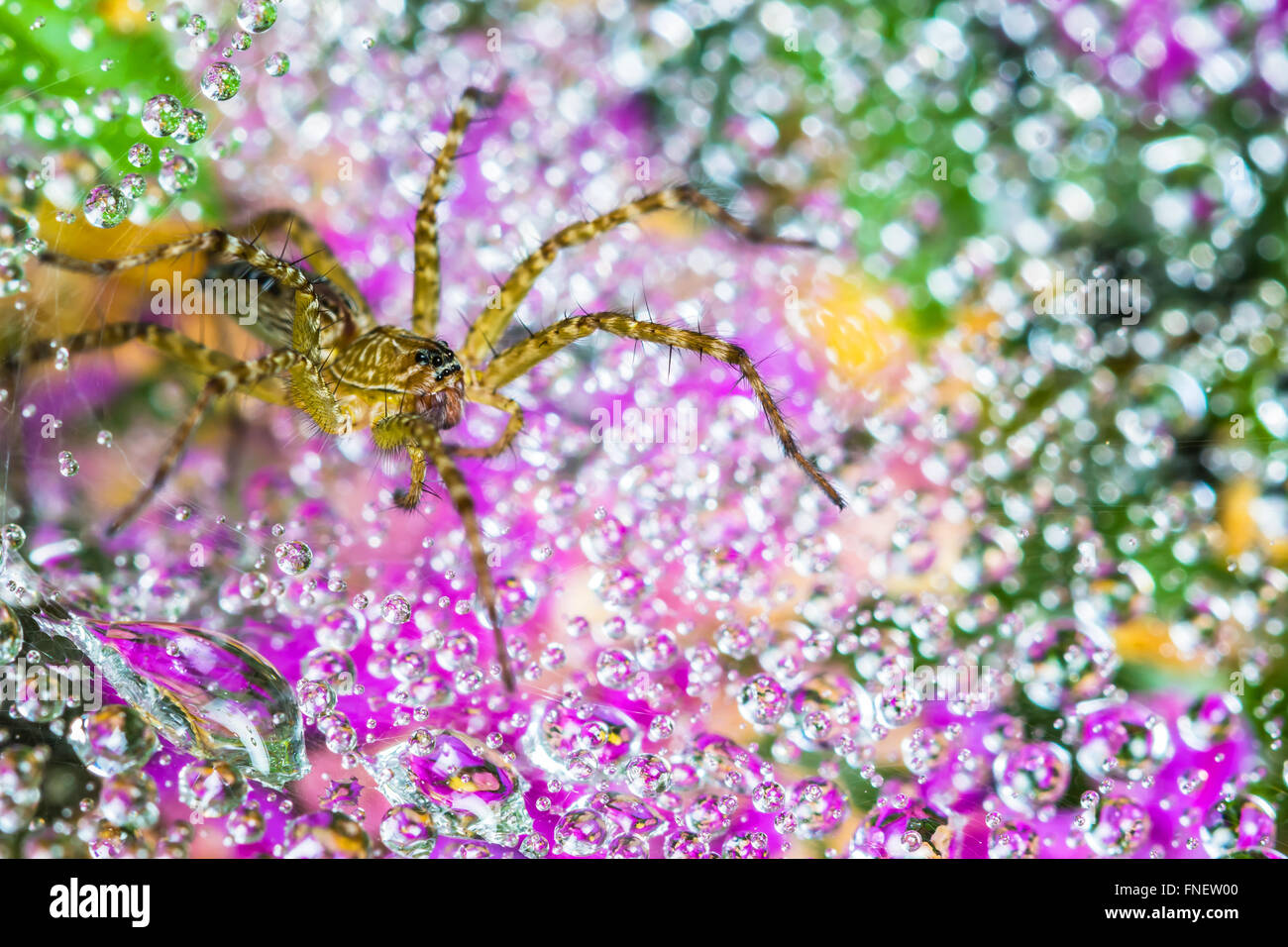 A photo of Spider on cobweb with water bubble Stock Photo - Alamy