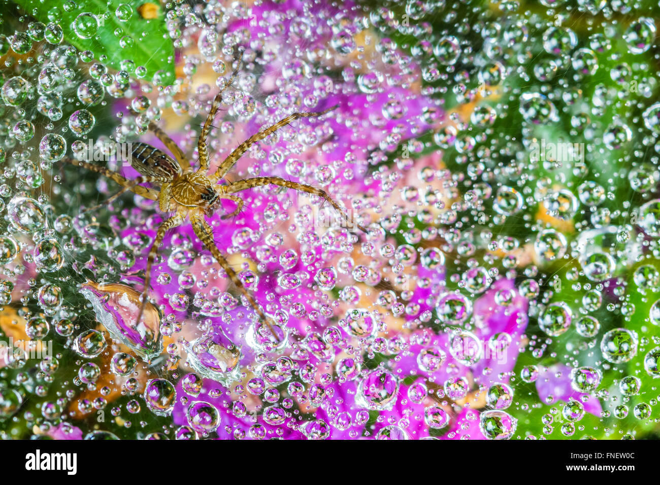 A photo of Spider on cobweb with water bubble Stock Photo - Alamy