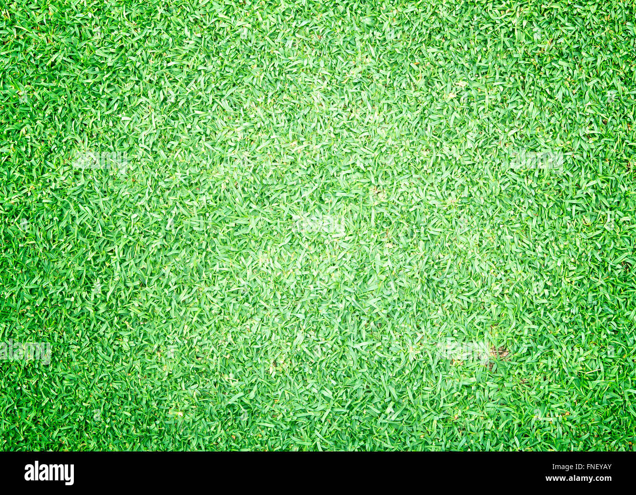 Golf Courses green lawn outdoor nature Background texture Stock Photo ...