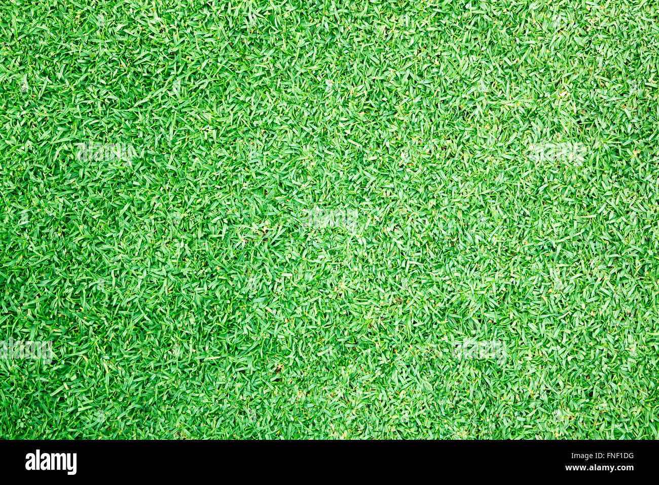 Golf Courses green lawn outdoor nature Background texture Stock Photo ...