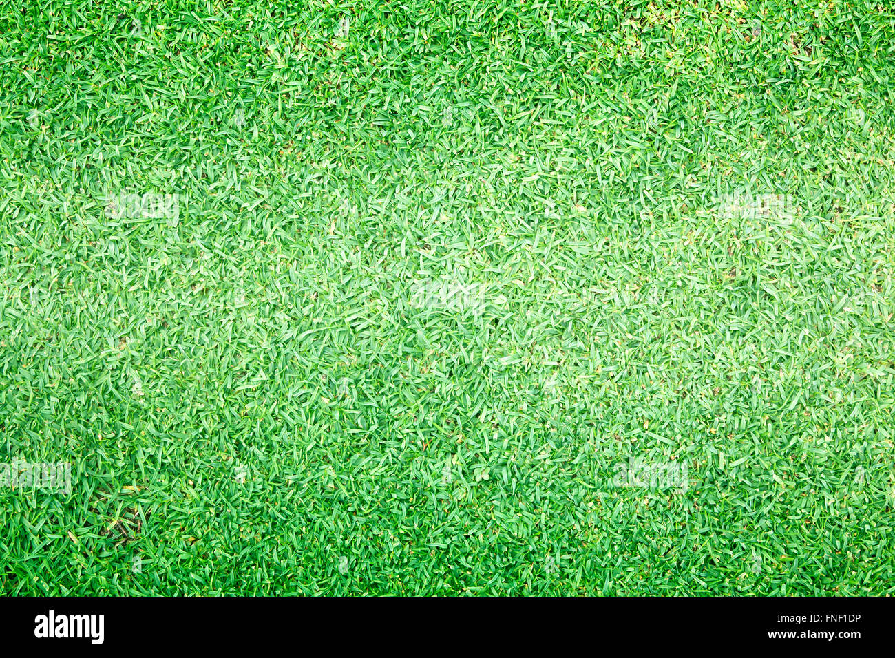 Golf Courses green lawn outdoor nature Background texture Stock Photo ...