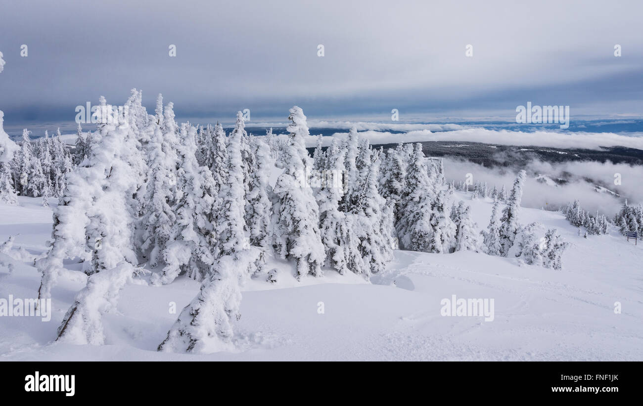 Winter Scene of Snow Covered Trees on the Ski Slopes of Sun Peaks, a ...