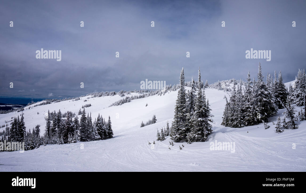 Winter Scene of Snow Covered Trees on the Ski Slopes of Sun Peaks, a ...