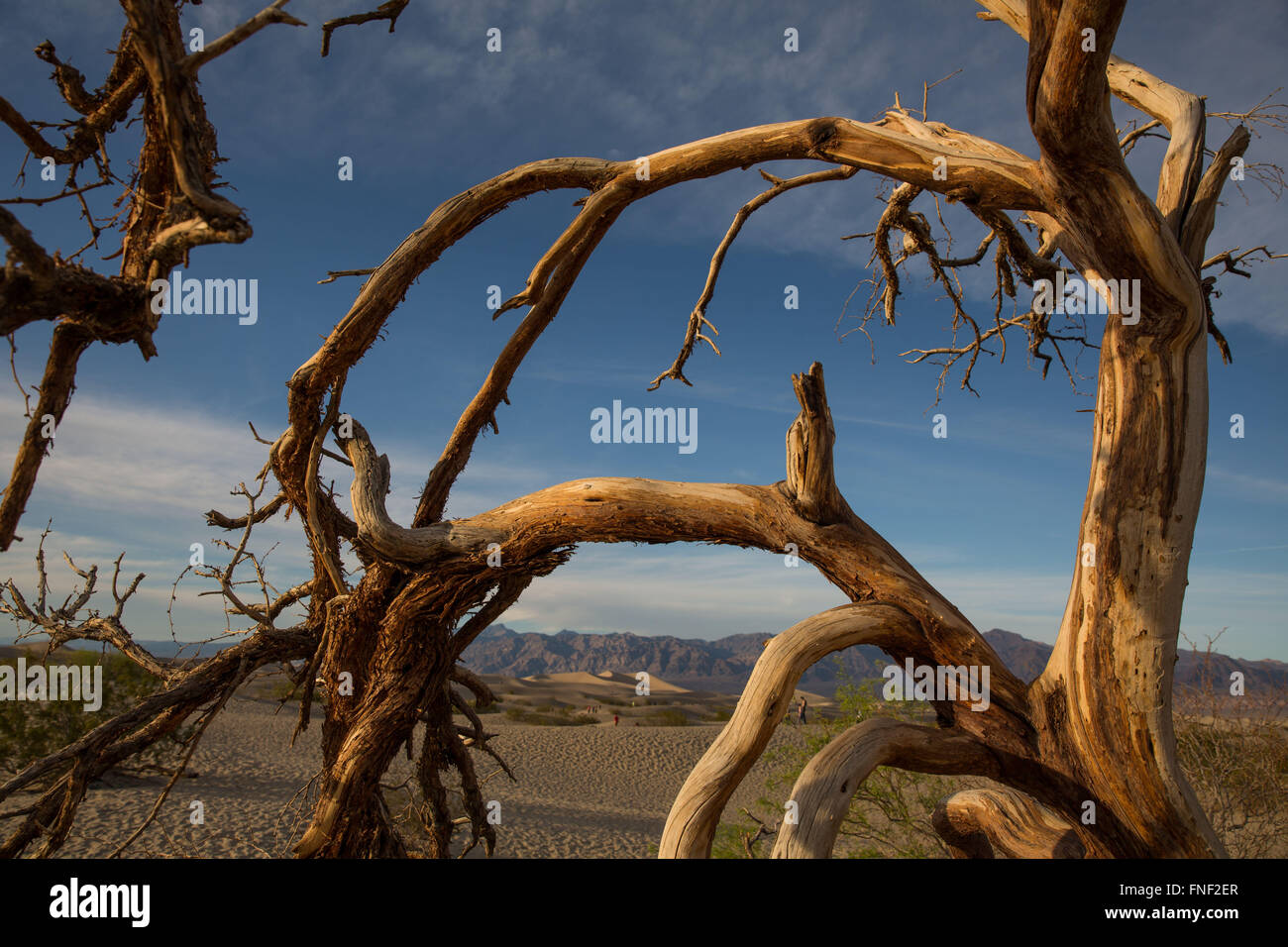 Death Valley, California, USA. 12th Mar, 2016. Dead mesquite tree at ...