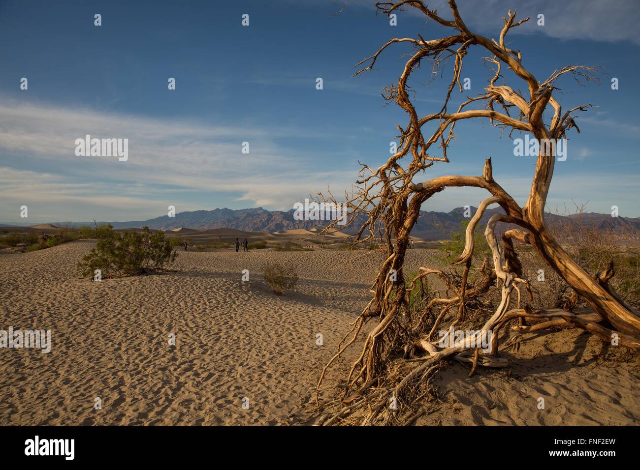 Death Valley, California, USA. 12th Mar, 2016. Dead mesquite tree at ...