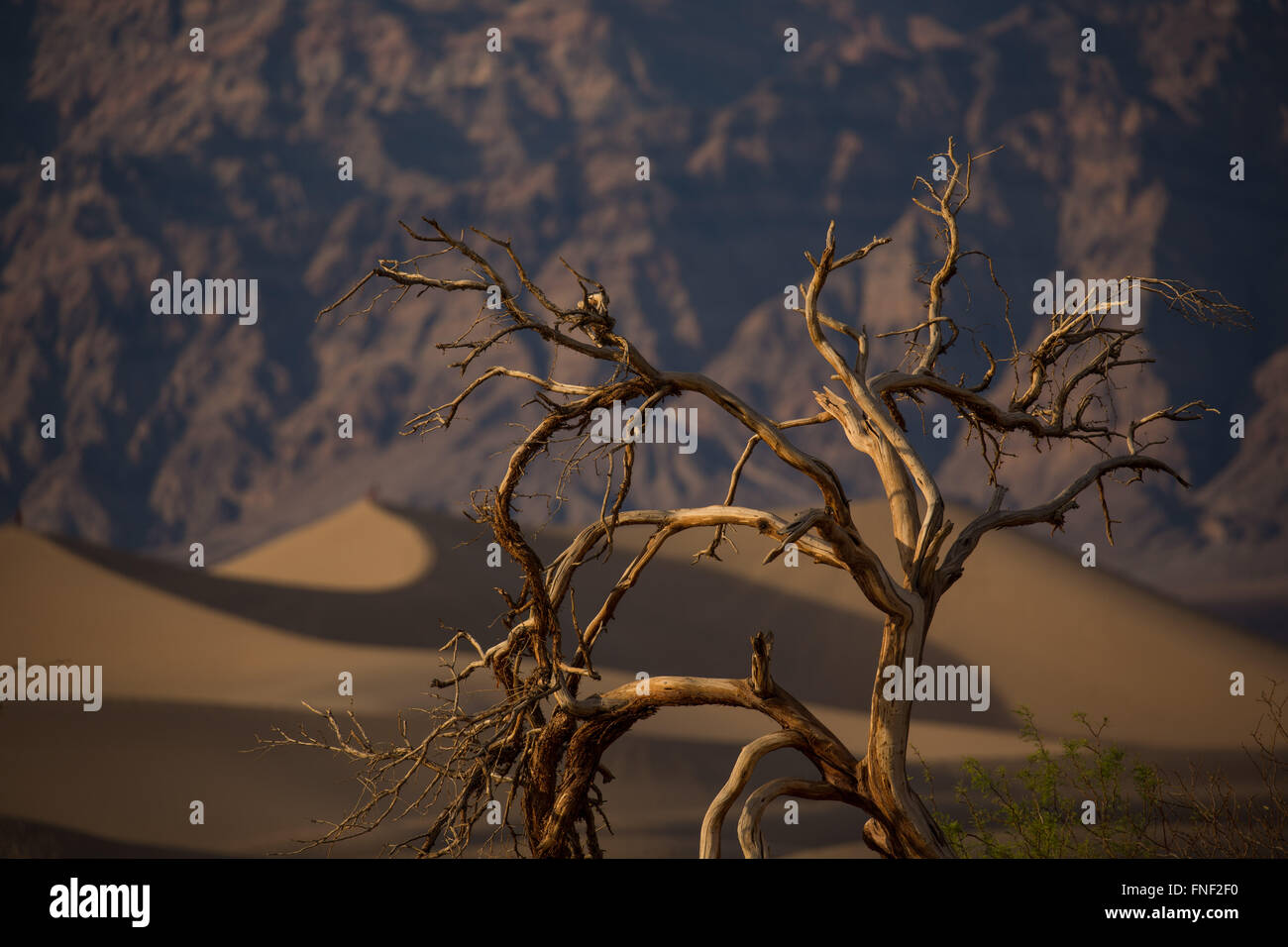 Dead tree in the mojave desert in california hi-res stock photography ...