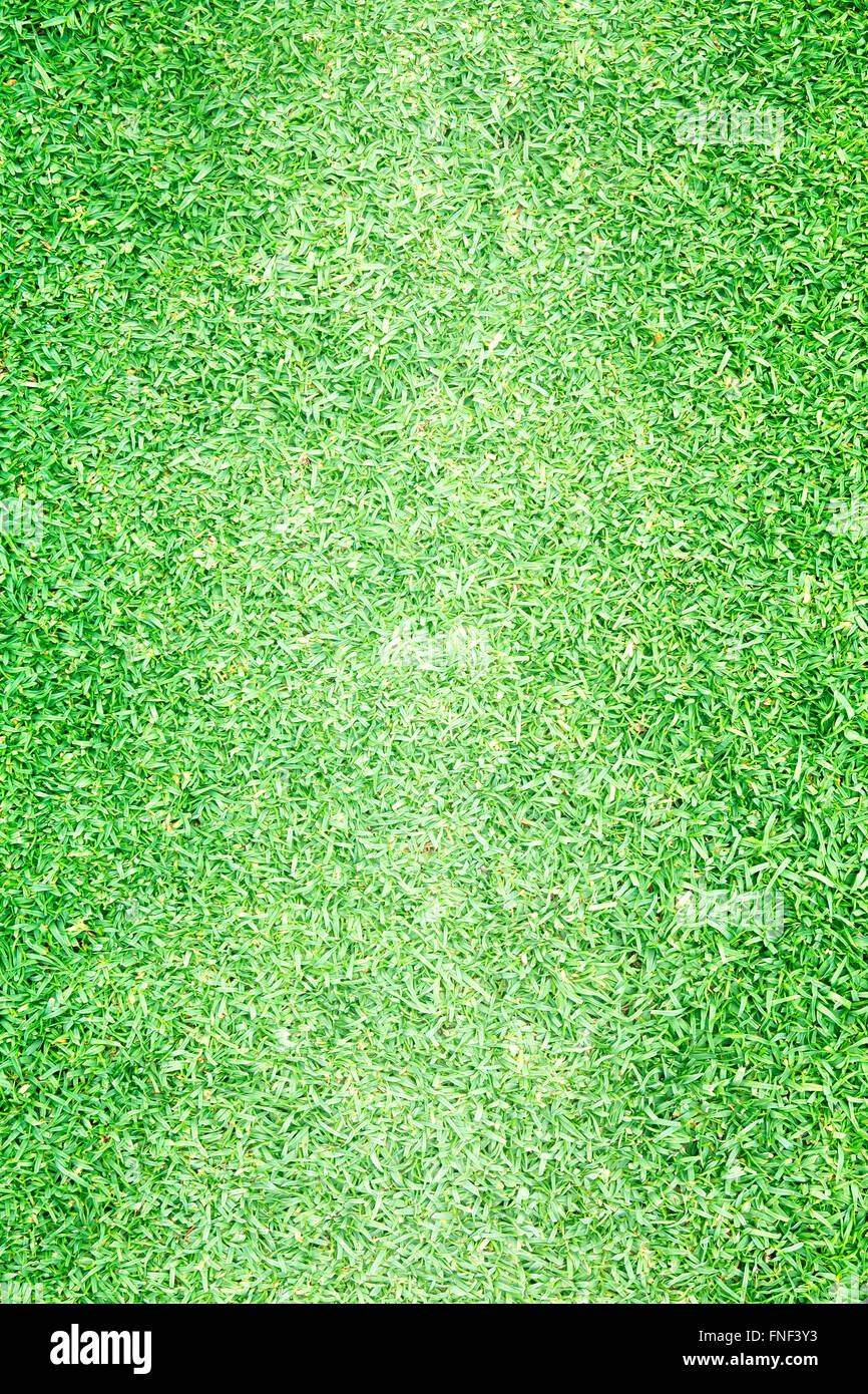 Golf Courses green lawn outdoor nature Background texture Stock Photo ...