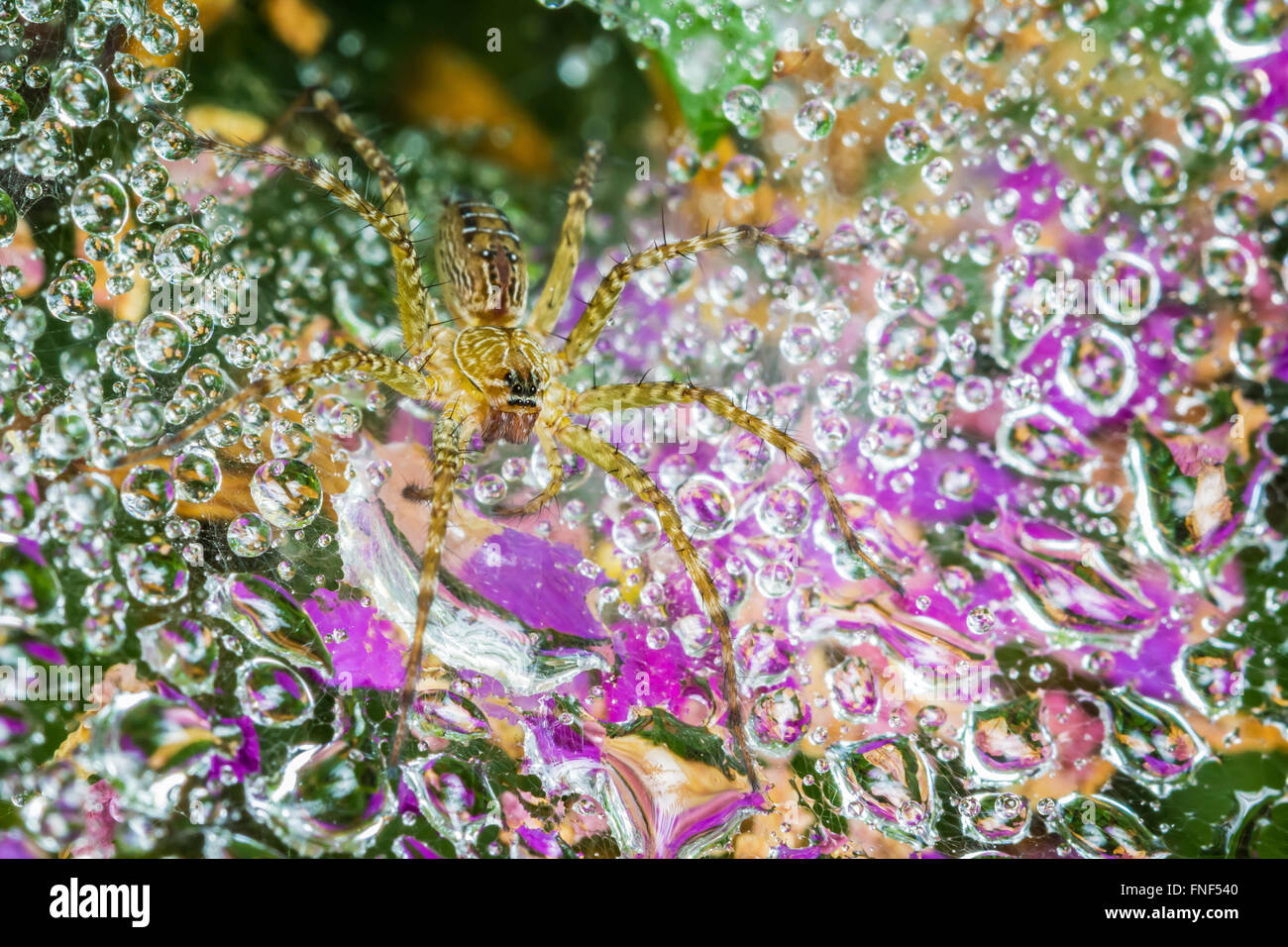 A photo of Spider on cobweb with water bubble Stock Photo - Alamy