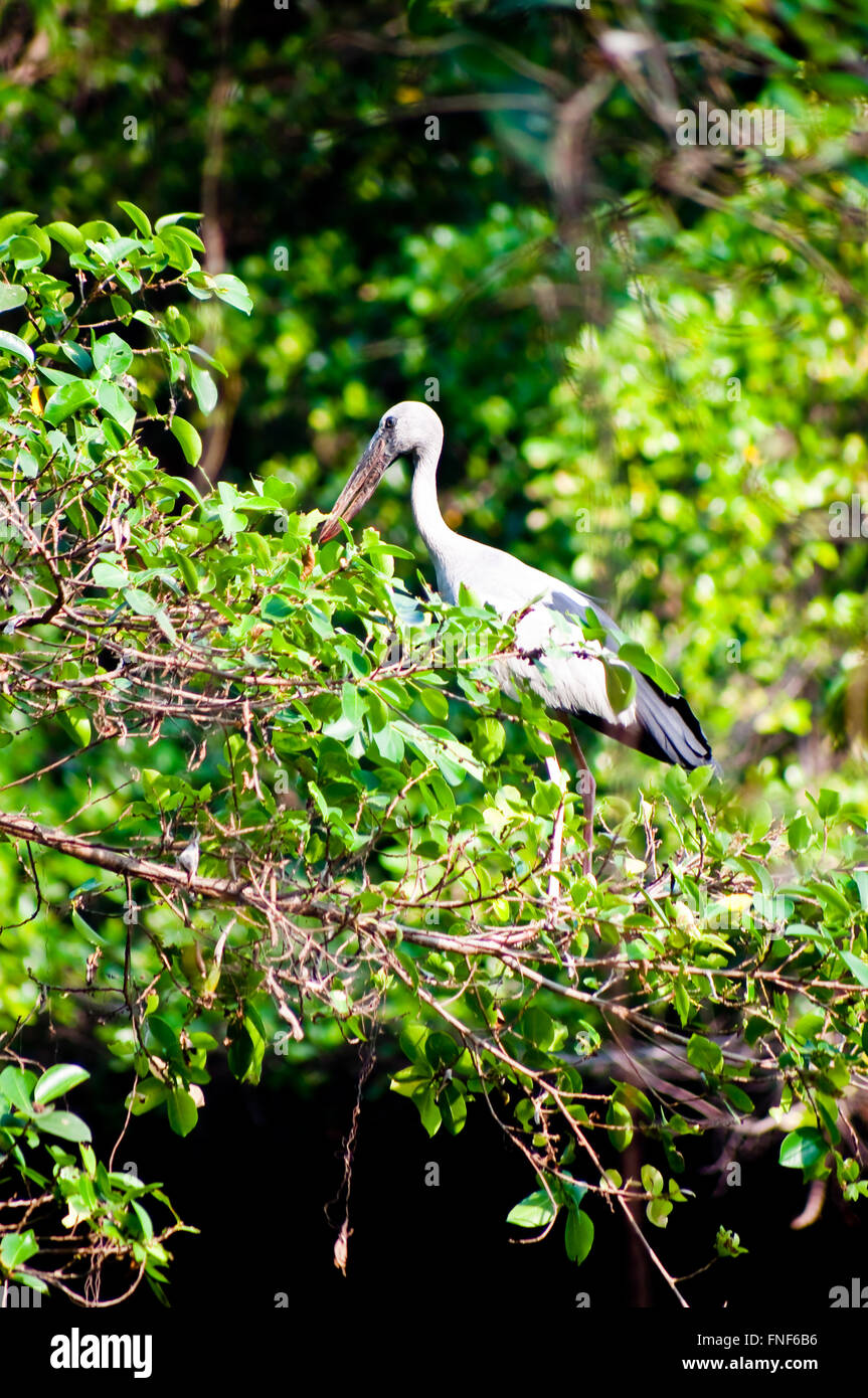 Asian openbill bird hi-res stock photography and images - Alamy