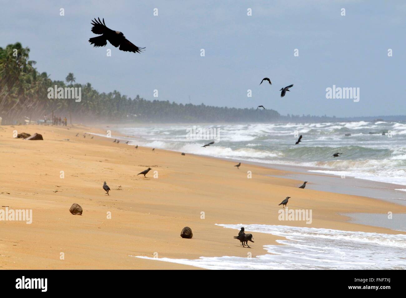 Wadduwa hi-res stock photography and images - Alamy