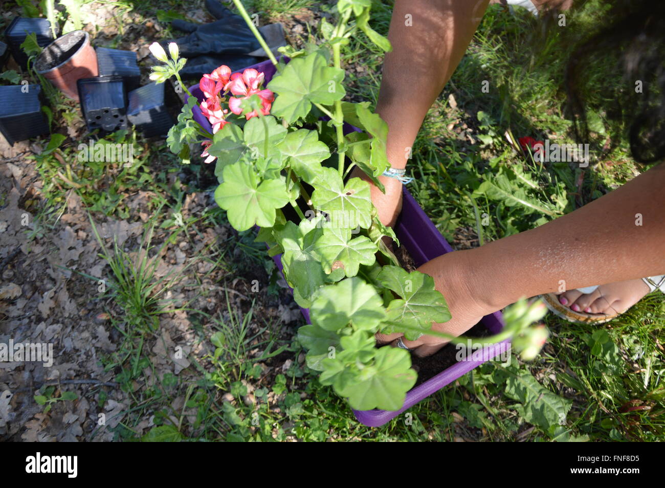 Hands with plants in the ground hi-res stock photography and images - Alamy
