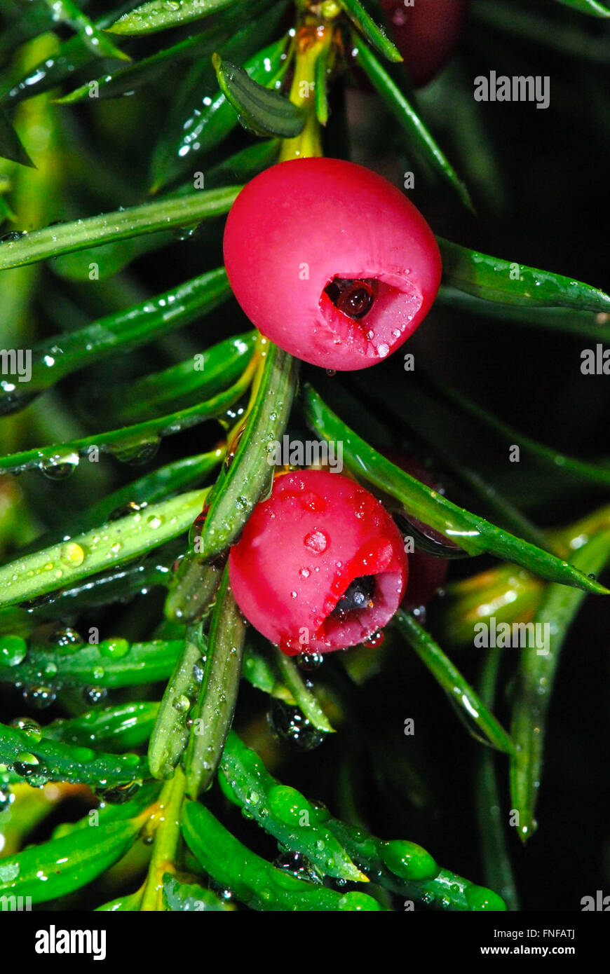 Common Yew (Taxus baccata) leaves and mature cones. Osseja, Languedoc ...